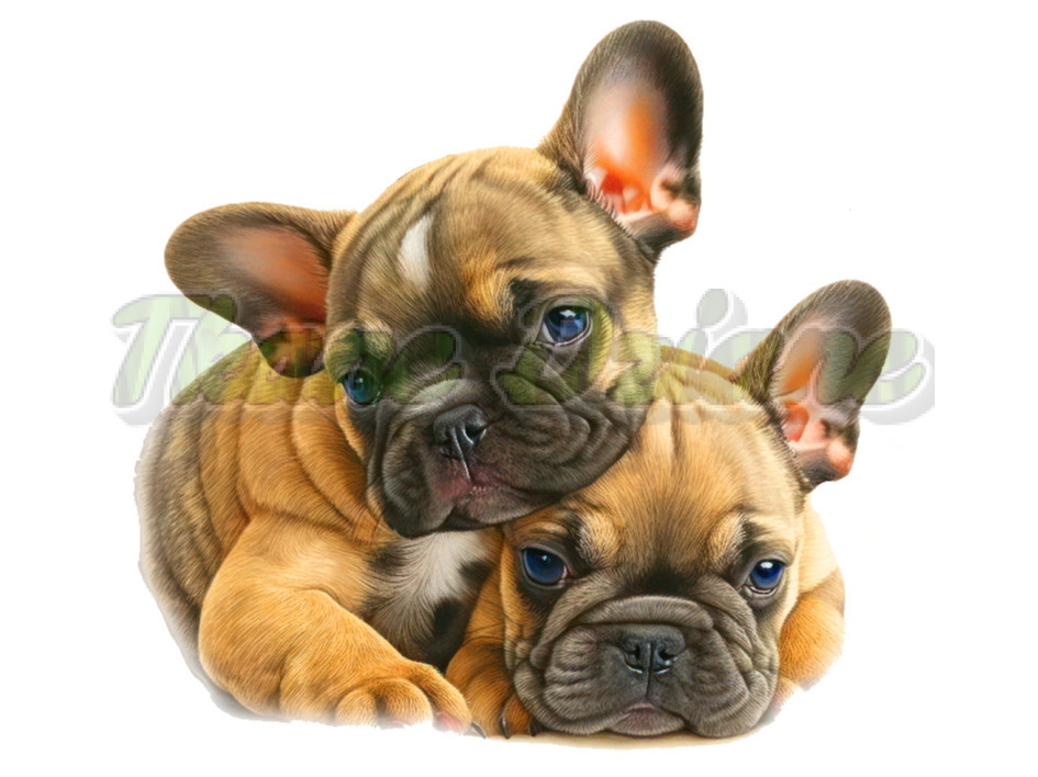 TkaneDziane.pl > PANEL DRUKOWANY DWA BULDOŻKI FRANCUSKIE NA BIAŁYM NR 3